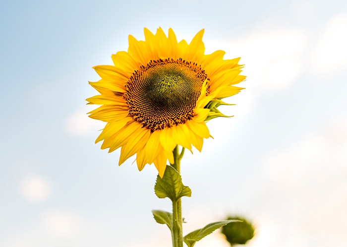 Microbe Plus® PhosCal - GrowGreen Fertiliser